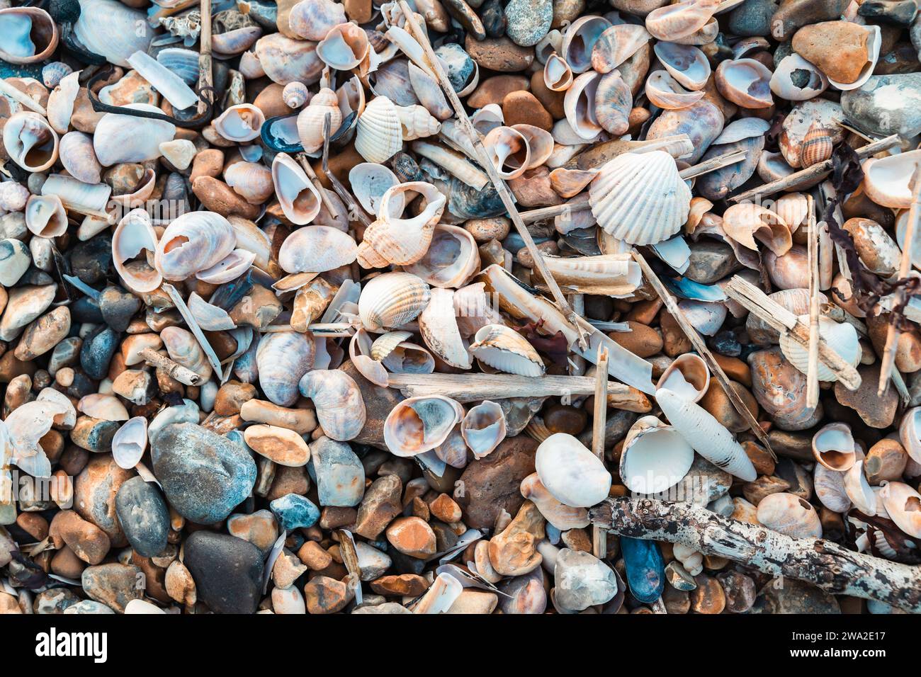 Pebbles and Shells on the Beach at Normans Bay, England, UK Stock Photo ...