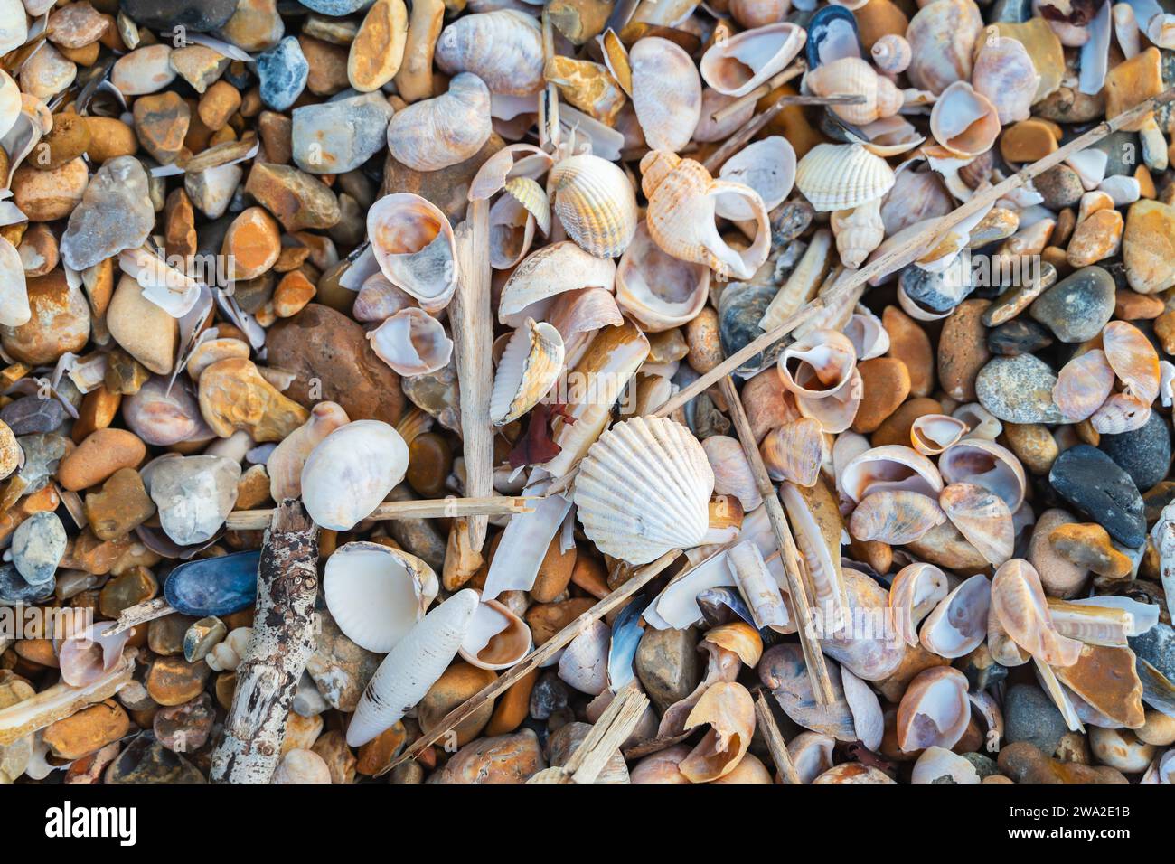 English beach shells hi-res stock photography and images - Alamy