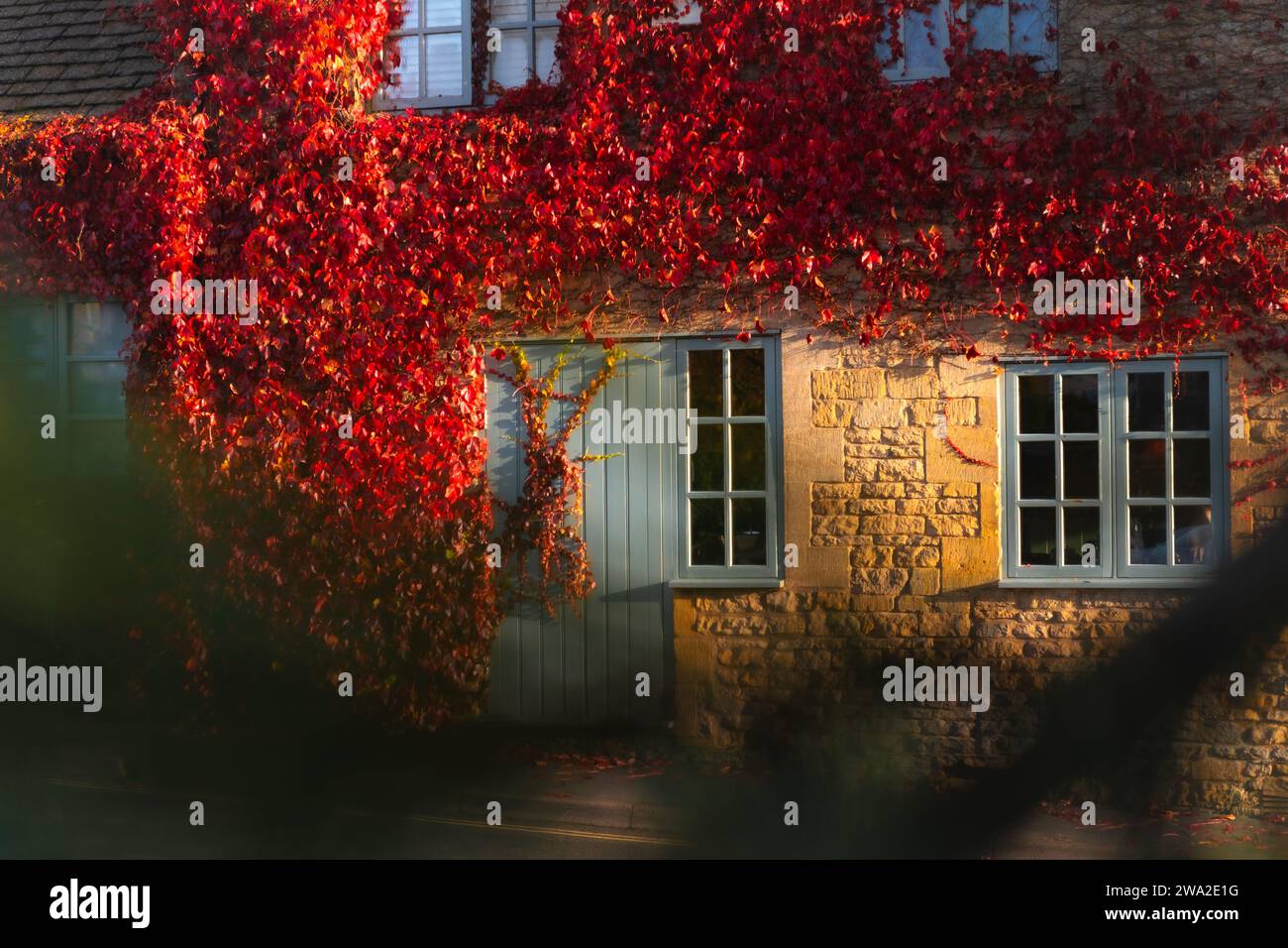 Virginia Creeper on Cottage in Cotswolds, UK Stock Photo - Alamy