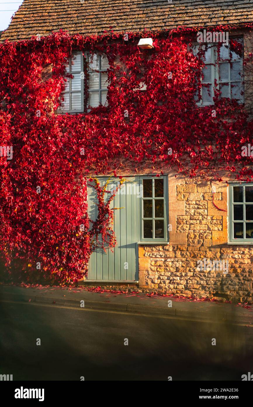 Virginia Creeper on Cottage in Cotswolds, UK Stock Photo - Alamy