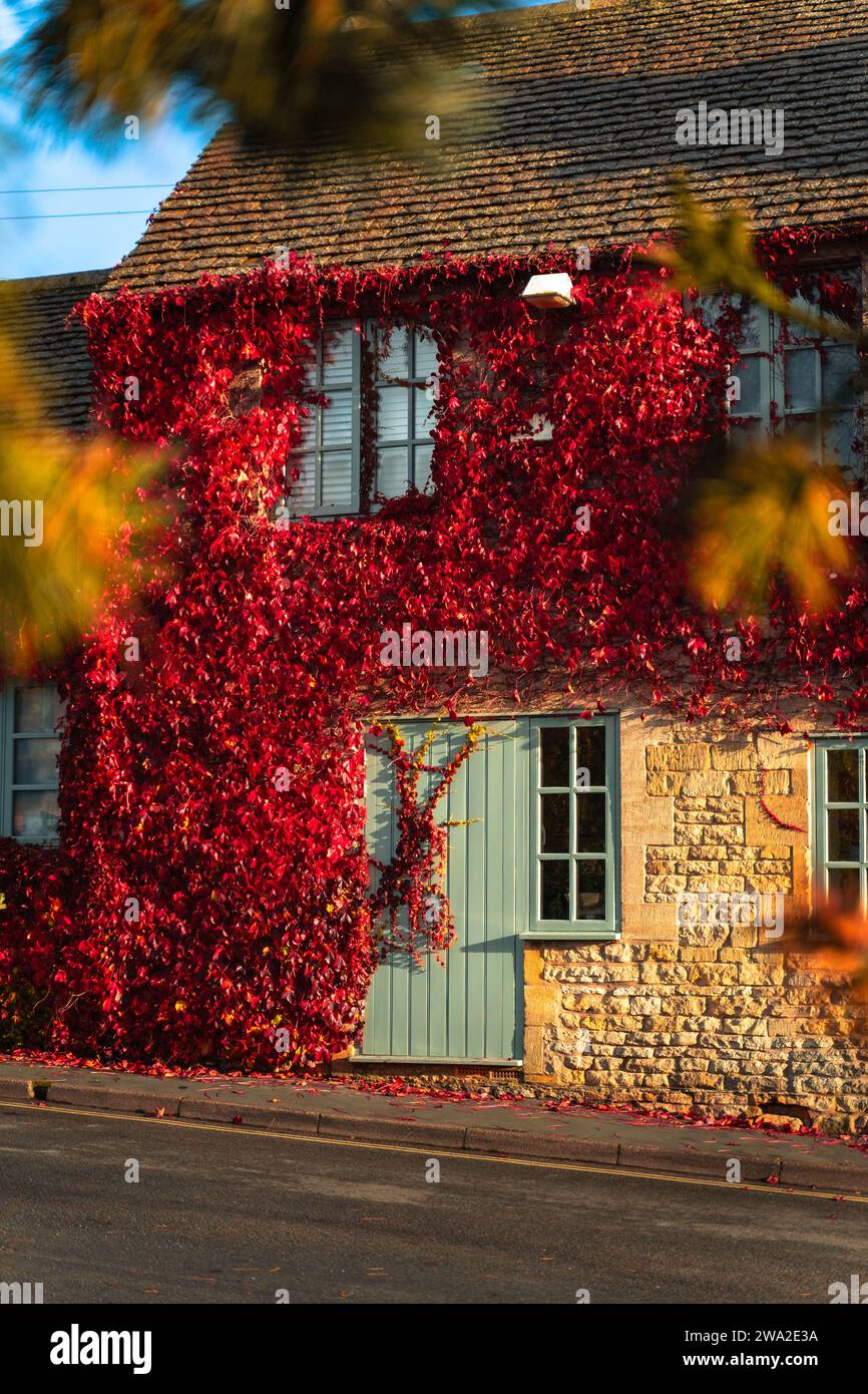 Virginia Creeper on Cottage in Cotswolds, UK Stock Photo - Alamy