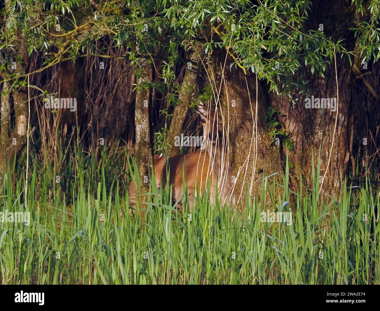 shy Red deer hind (Cervus elaphus) peeping from behind Willow (Salix sp ...