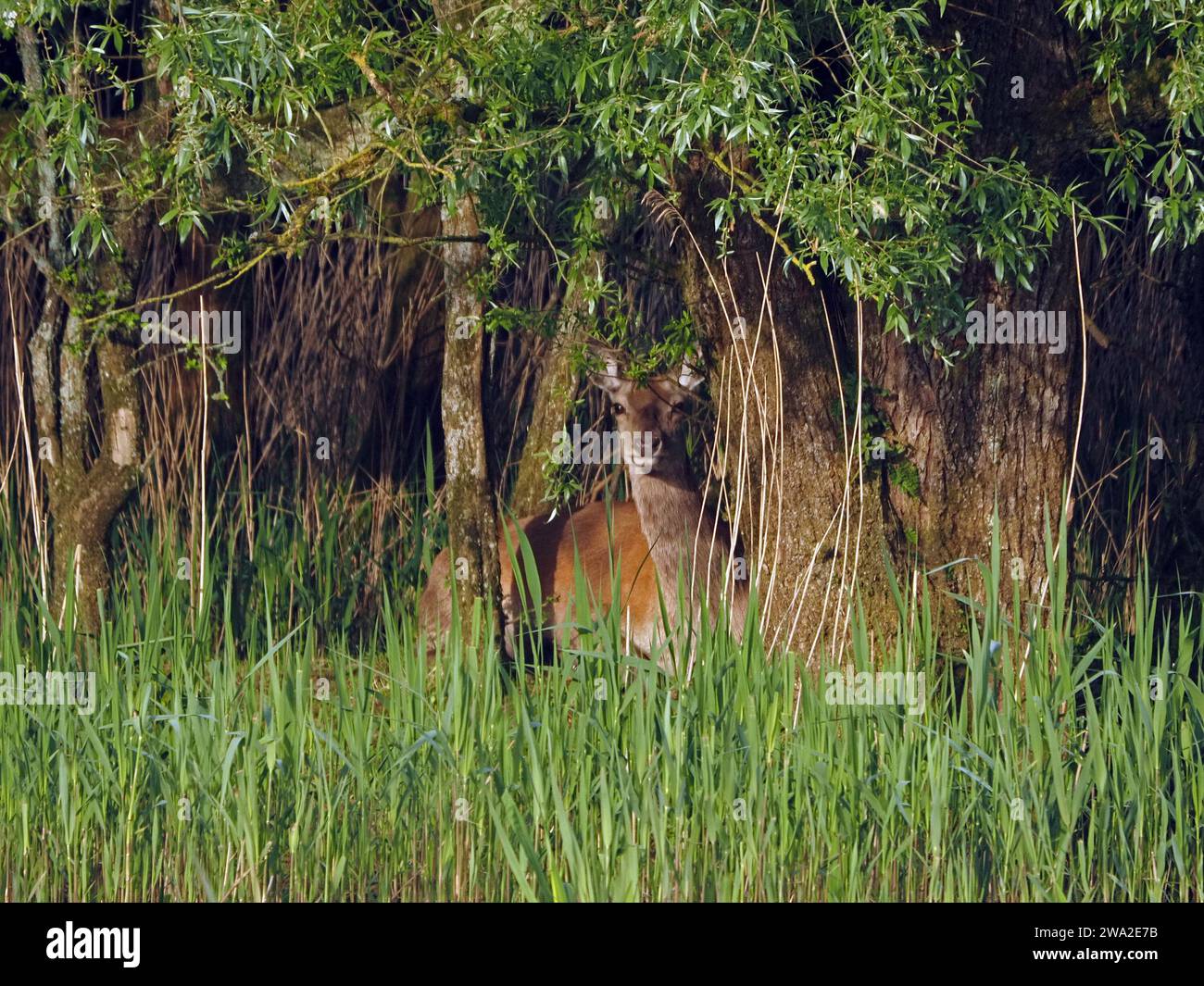 shy Red deer hind (Cervus elaphus) peeping from behind Willow (Salix sp ...