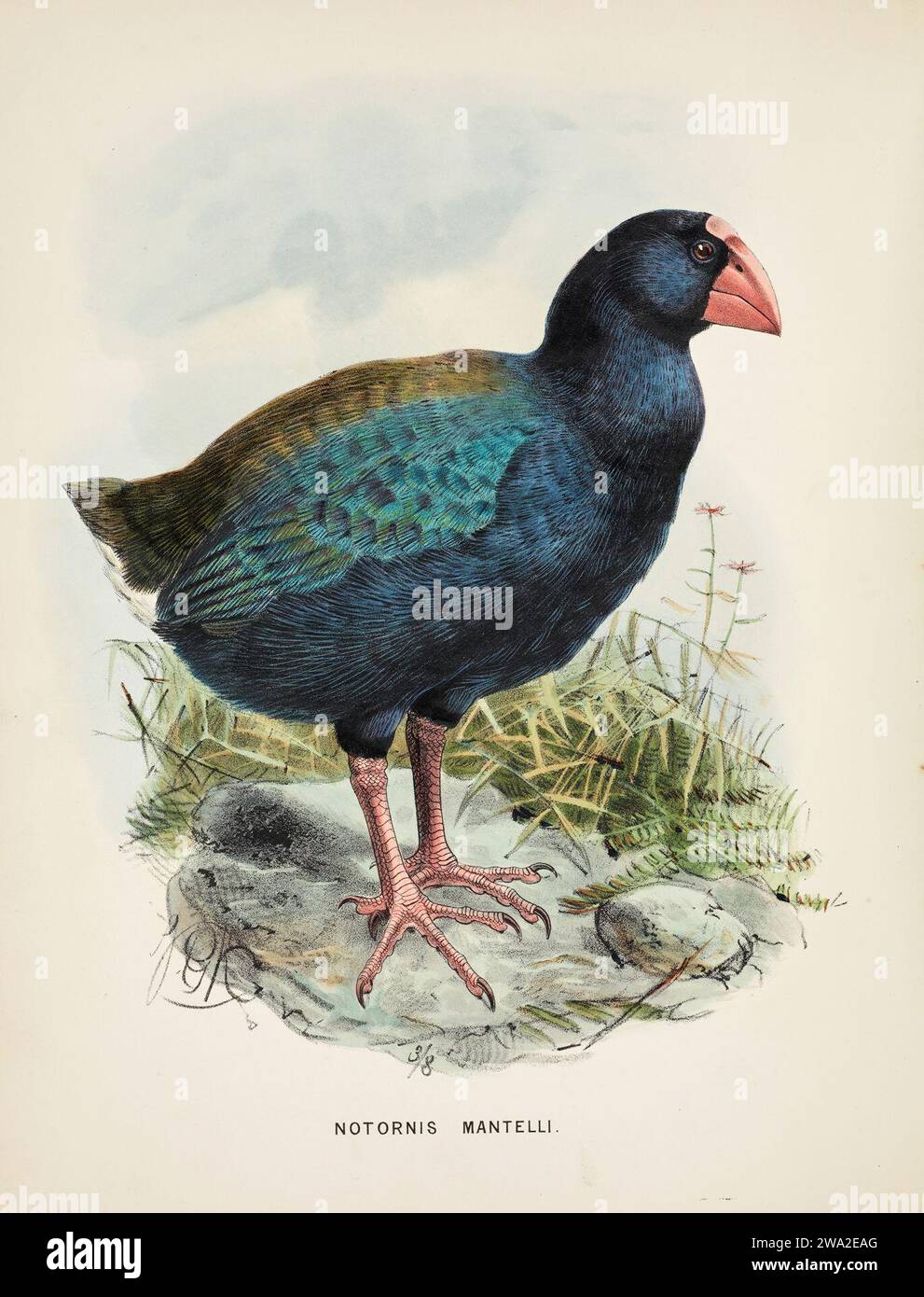 John gerard keulemans hi-res stock photography and images - Alamy