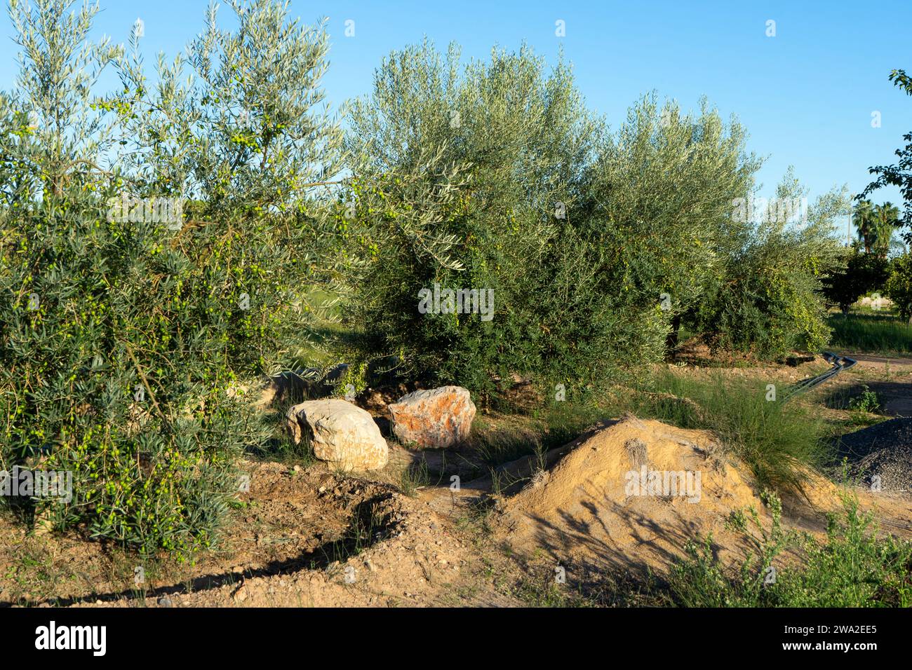 Olive trees in full production in a crop field under blue summer sky ...