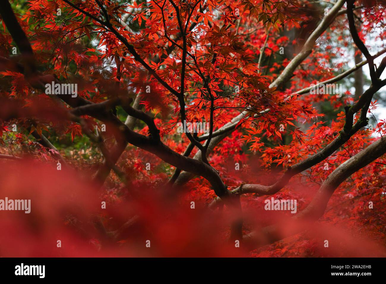 Acer maple tree hi-res stock photography and images - Alamy