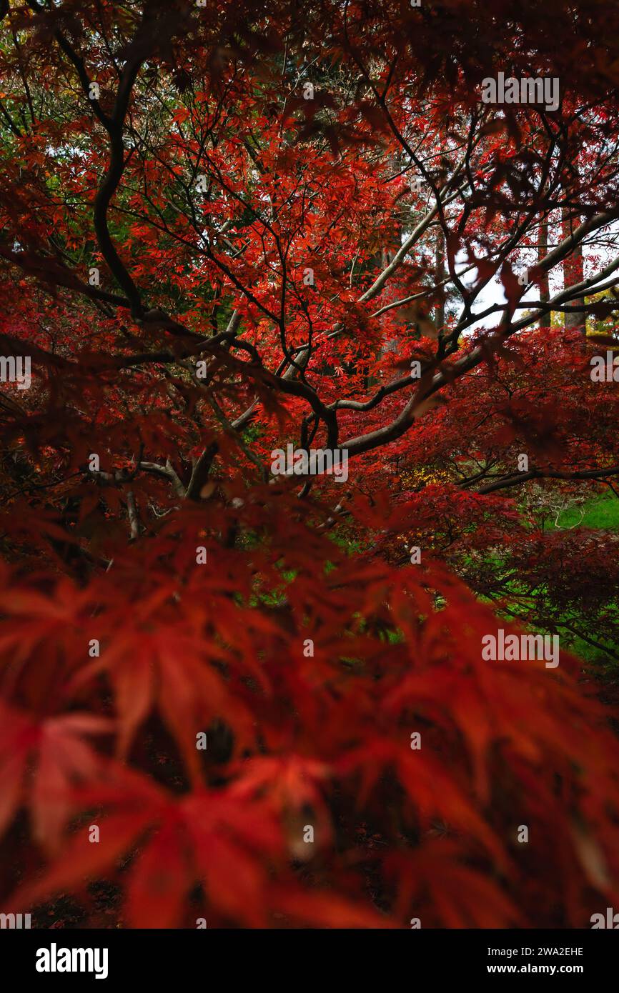 Acer Maple Tree in Autumn (Cotswolds UK Stock Photo - Alamy