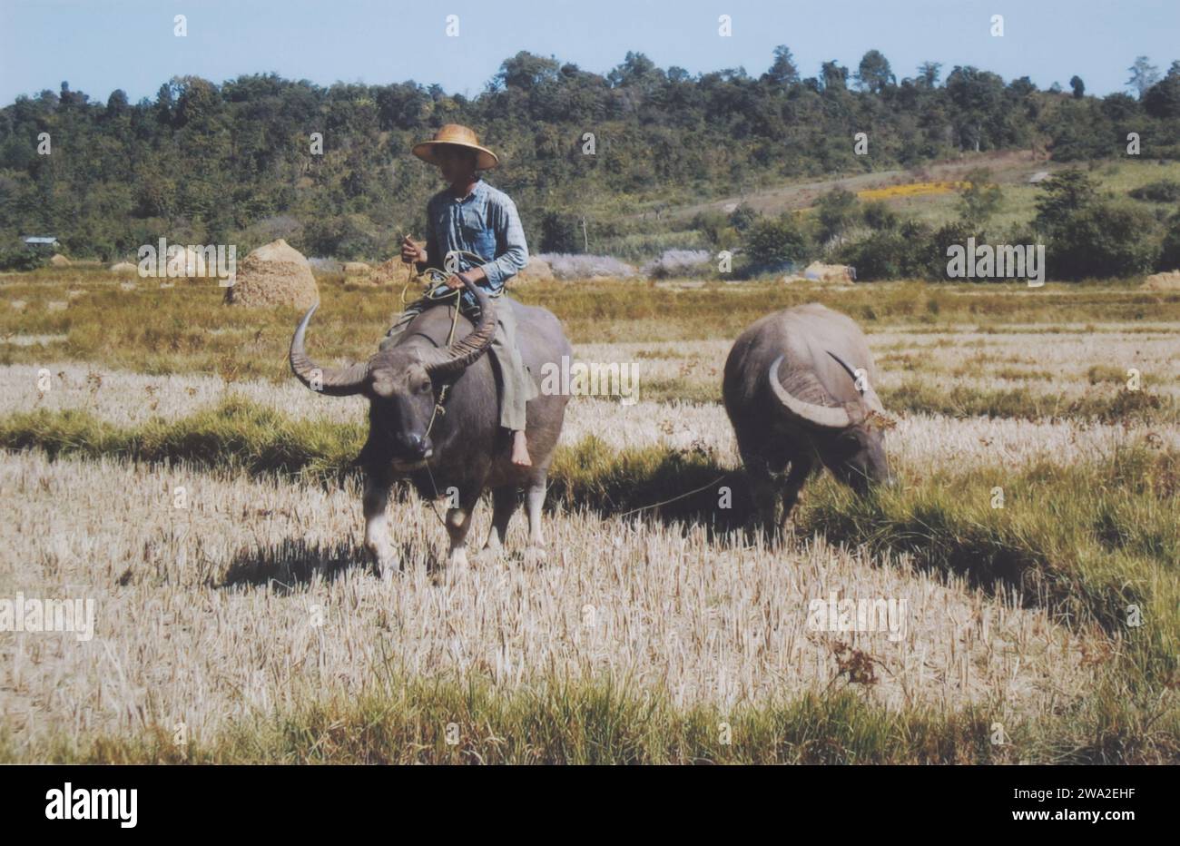 field farmer worker in crop riding ox circa 2004 Stock Photo - Alamy