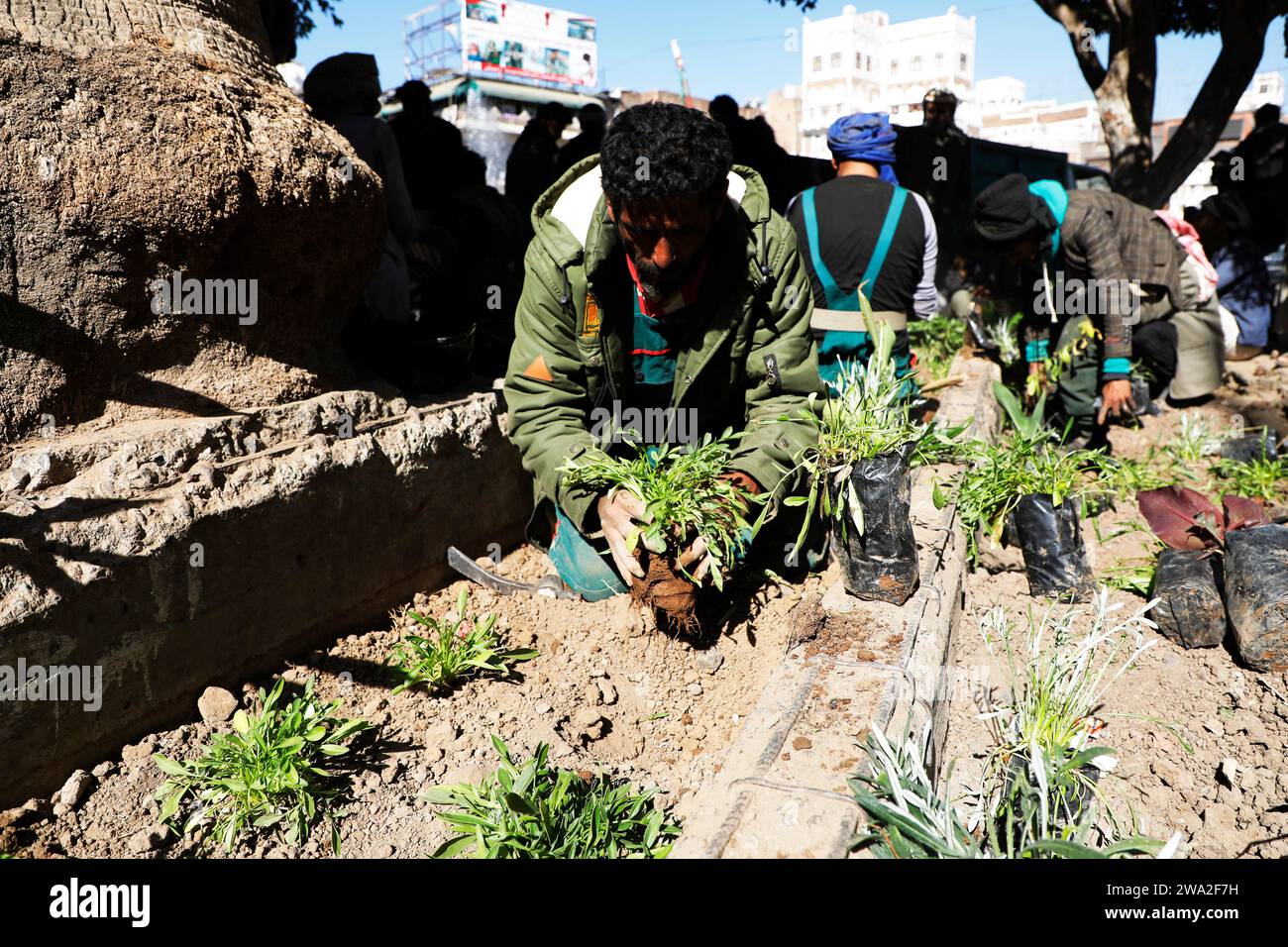 SANAA, Sanaa, Yemen. 1st Jan, 2024. A man plant agricultural seedlings ...
