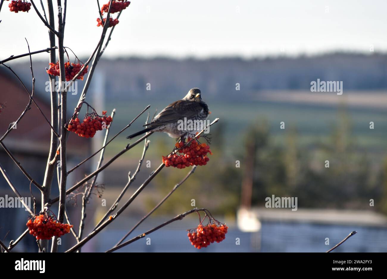 A migratory bird feeds on a rowan tree. The grey little bird is eating ...