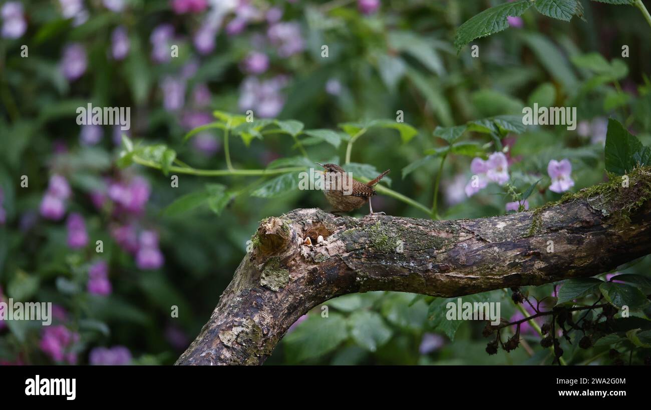 Eurasian wren singing from a log in the woods Stock Photo - Alamy