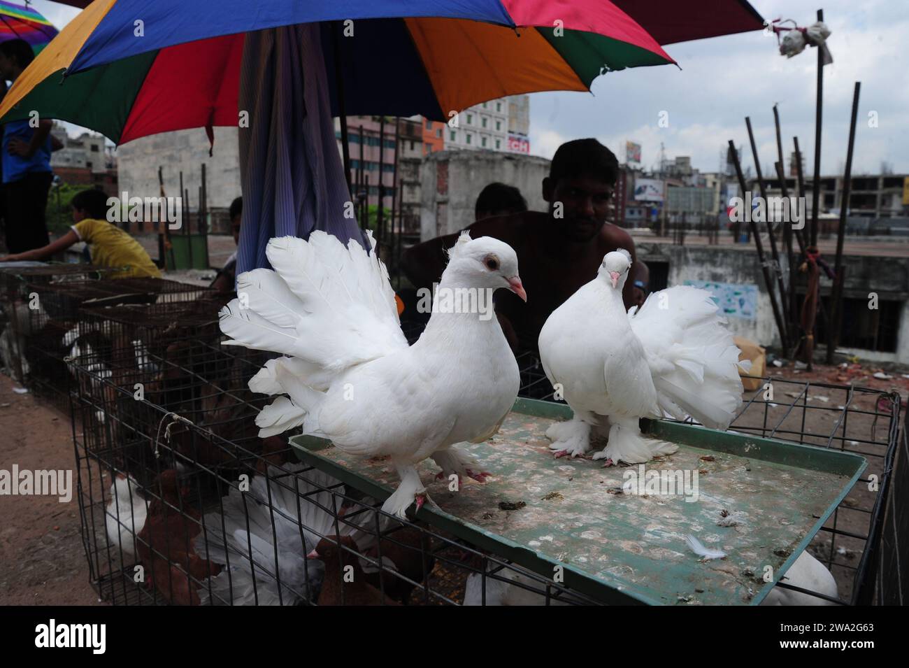 A pigeon display for sell in a weekly birds market near Gulisthan Stock ...