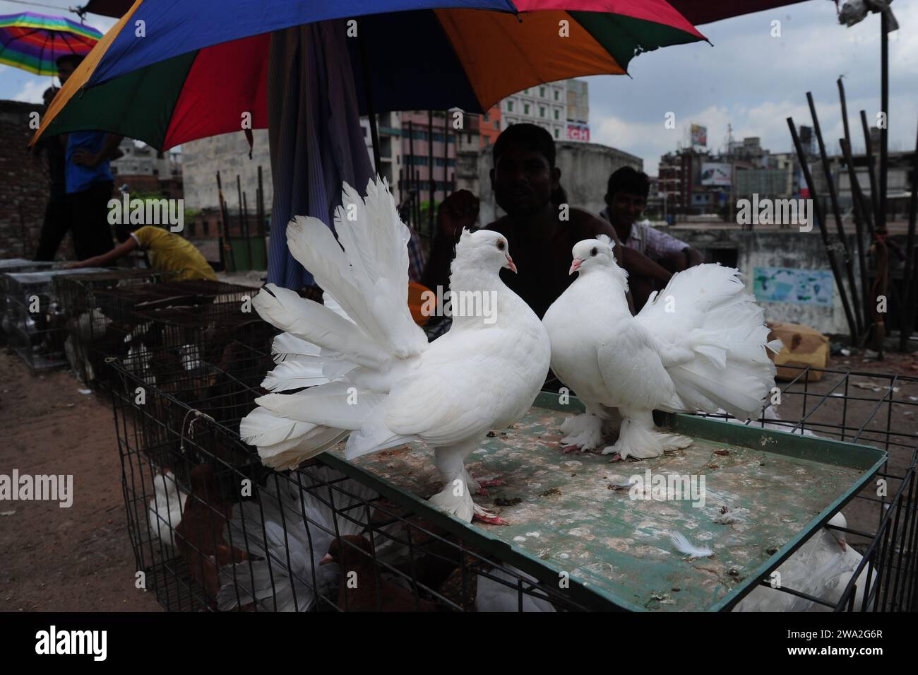 A pigeon display for sell in a weekly birds market near Gulisthan Stock ...