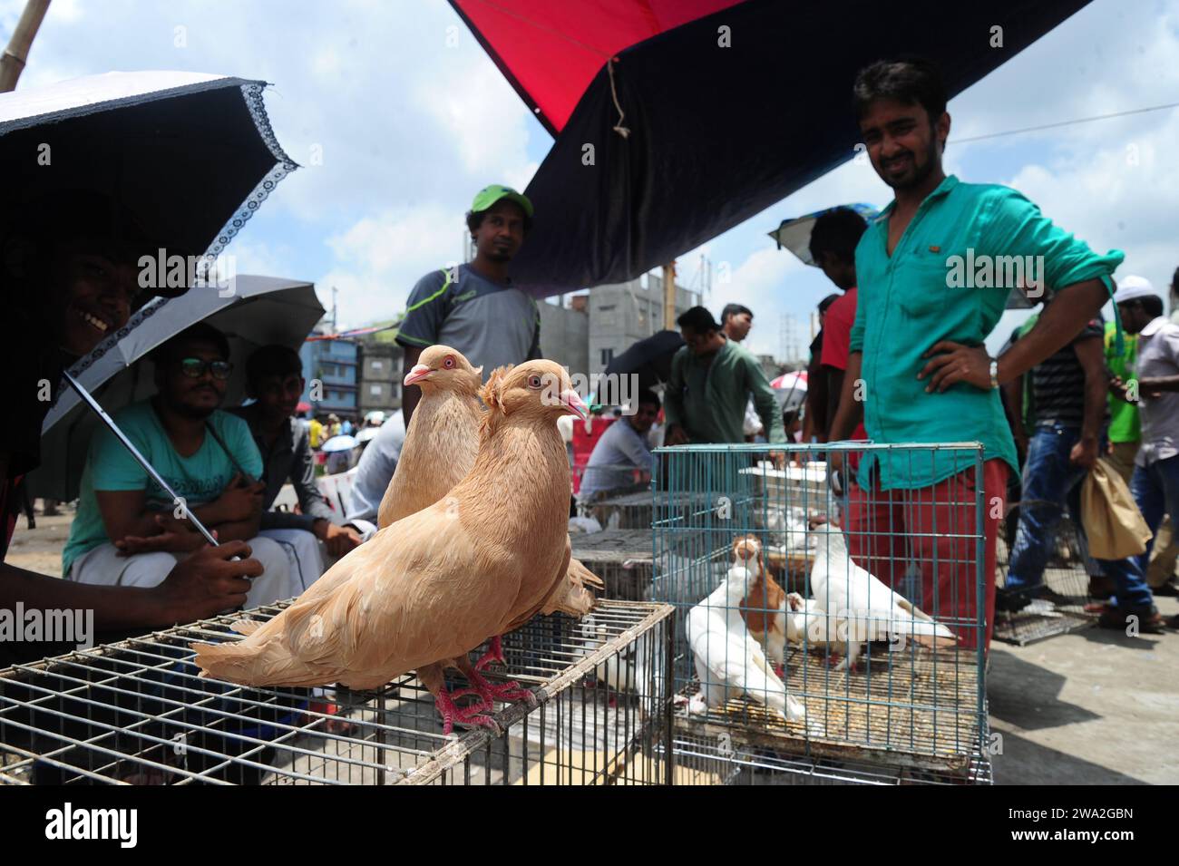 A pigeon display for sell in a weekly birds market near Gulisthan Stock ...