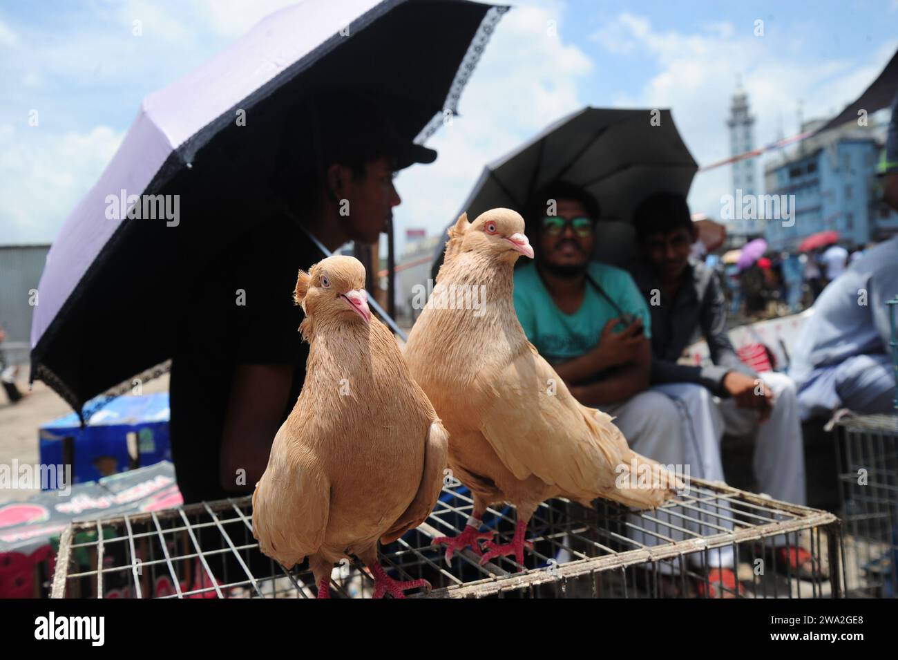 A pigeon display for sell in a weekly birds market near Gulisthan Stock ...