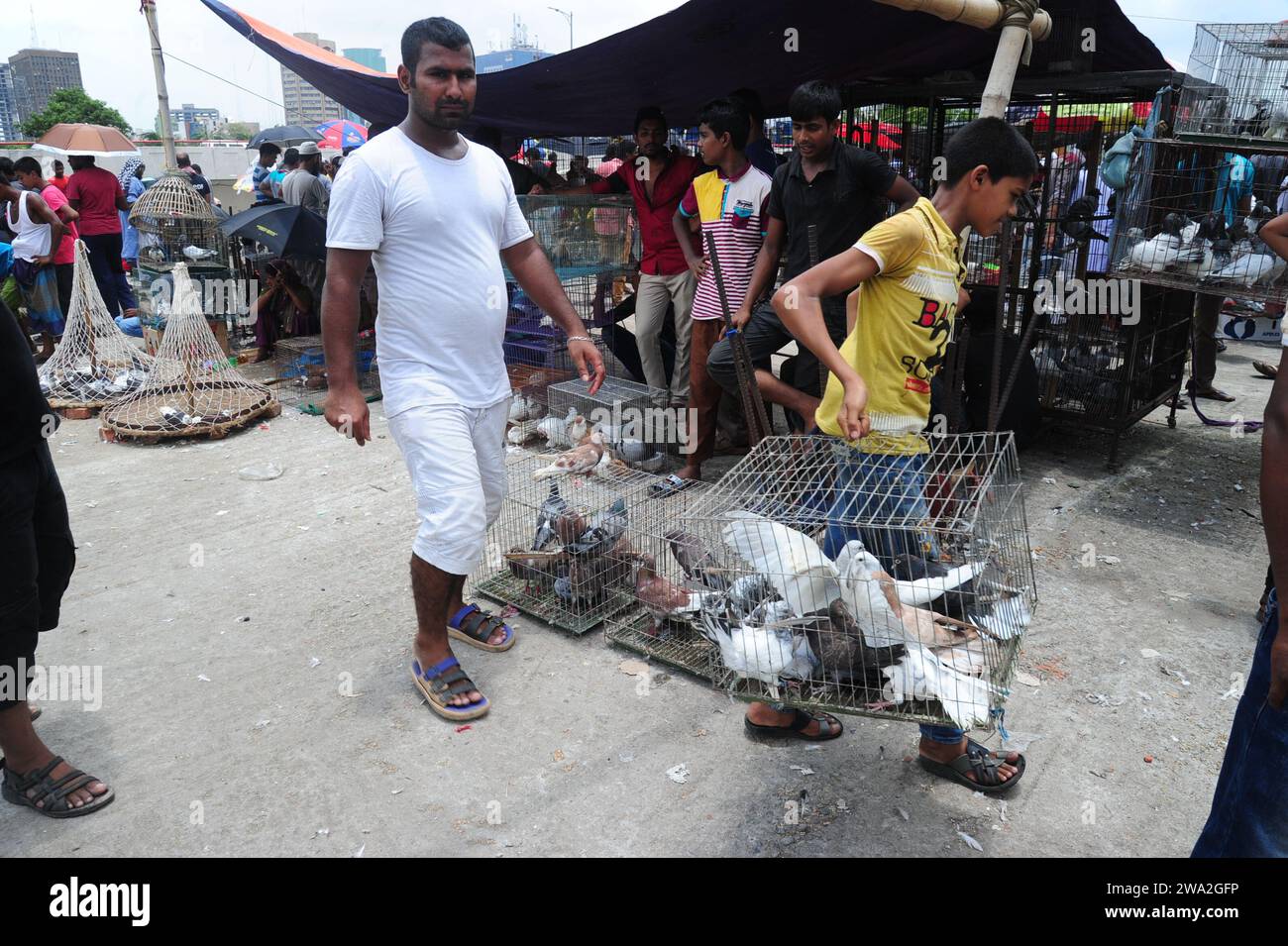 A pigeon display for sell in a weekly birds market near Gulisthan Stock ...