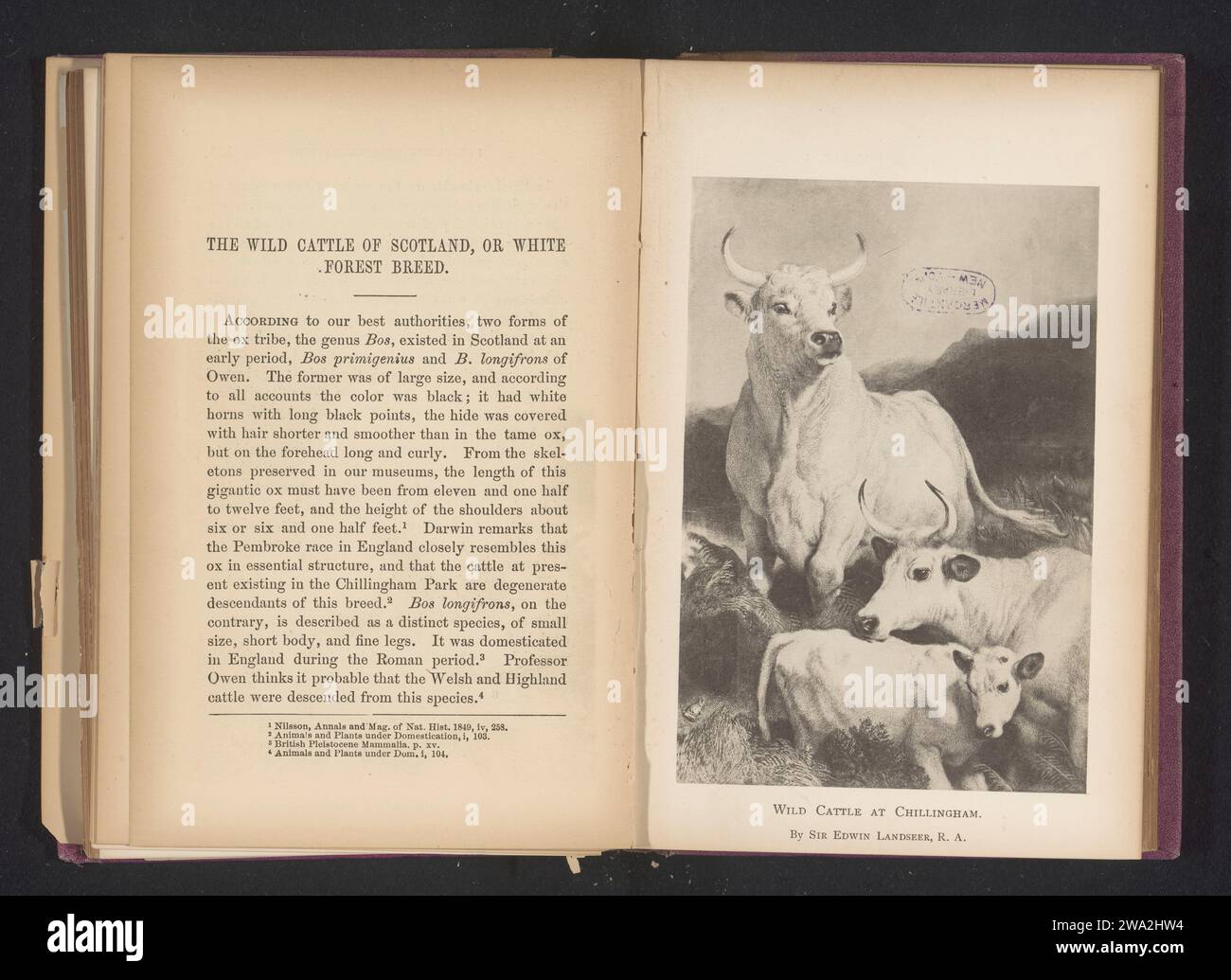 Reproduction of a print of wild cattle at Chillingham by Sir Edwin Henry Landseeer, Anonymous ...