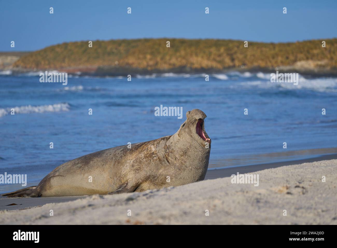 Male Southern Elephant Seal (Mirounga leonina) makes its presence known ...