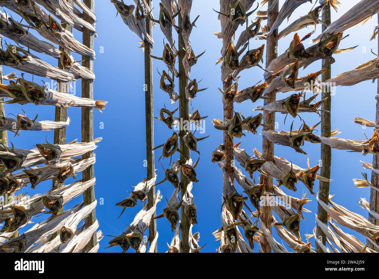 Dried fish hang on wooden flake racks against a vivid blue sky in ...