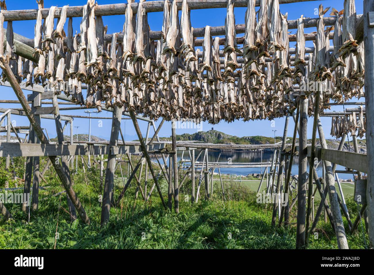 Traditional cod drying racks stand under the blue sky in Lofoten ...