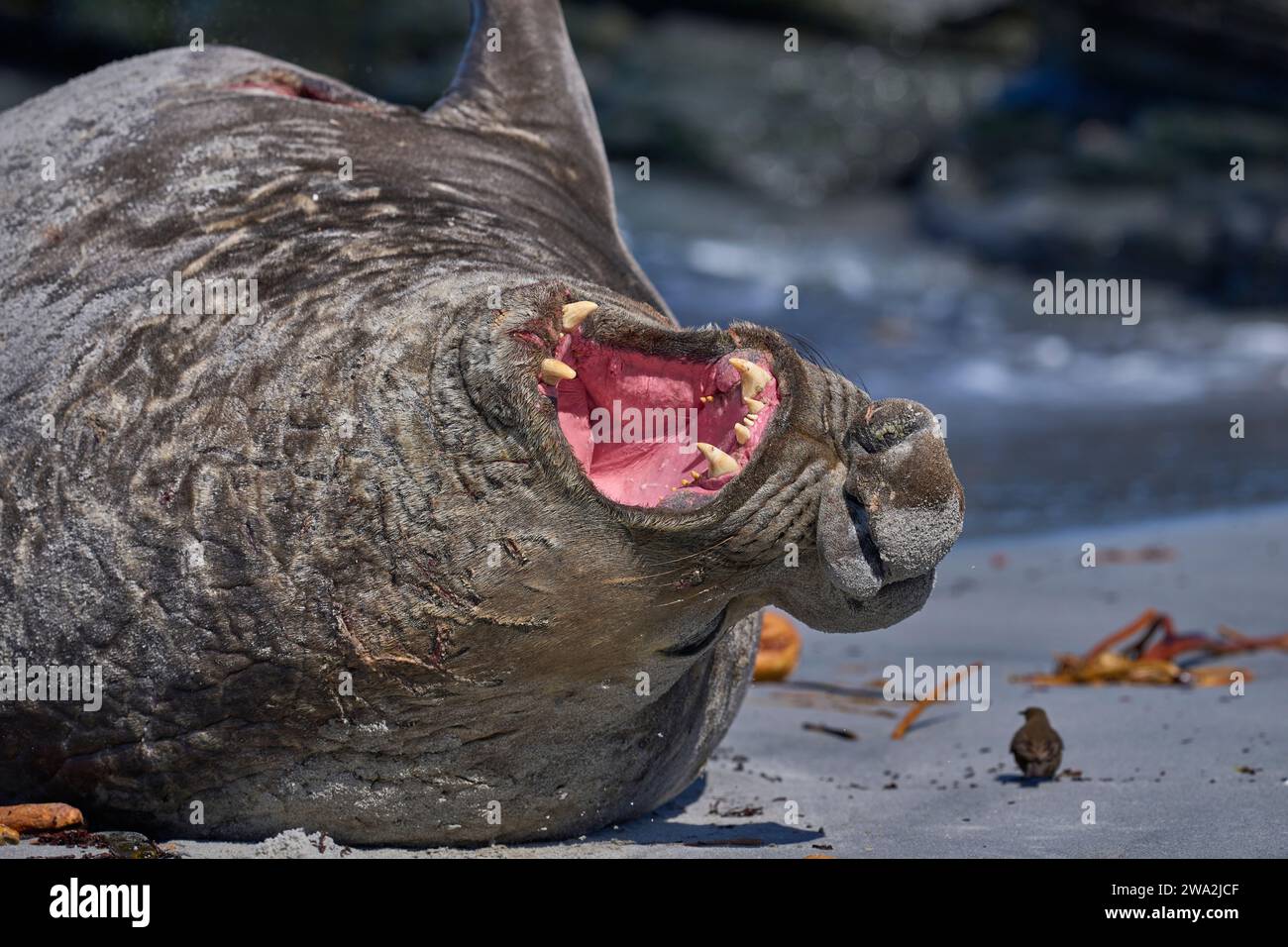 Angry seal hi-res stock photography and images - Alamy