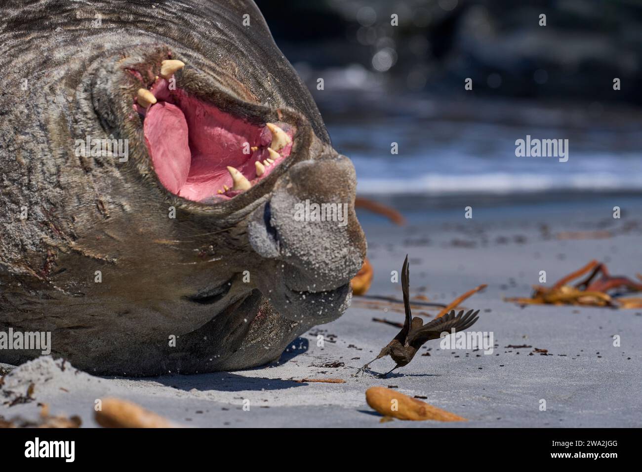 Angry seal hi-res stock photography and images - Alamy