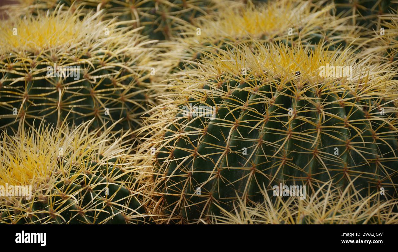 Arabic cactus hi-res stock photography and images - Alamy