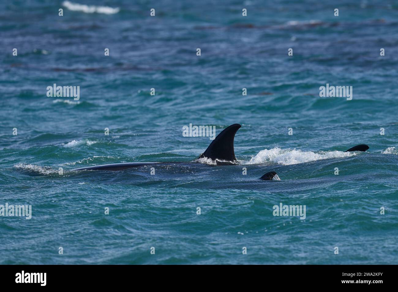Killer whale (Orcinus orca) hunting elephant seals off the coast of Sea ...
