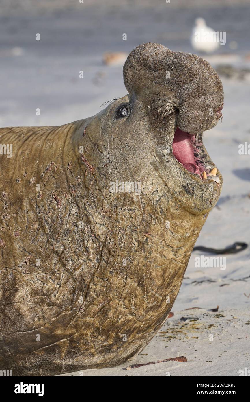 Male Southern Elephant Seal (Mirounga leonina) makes its presence known ...