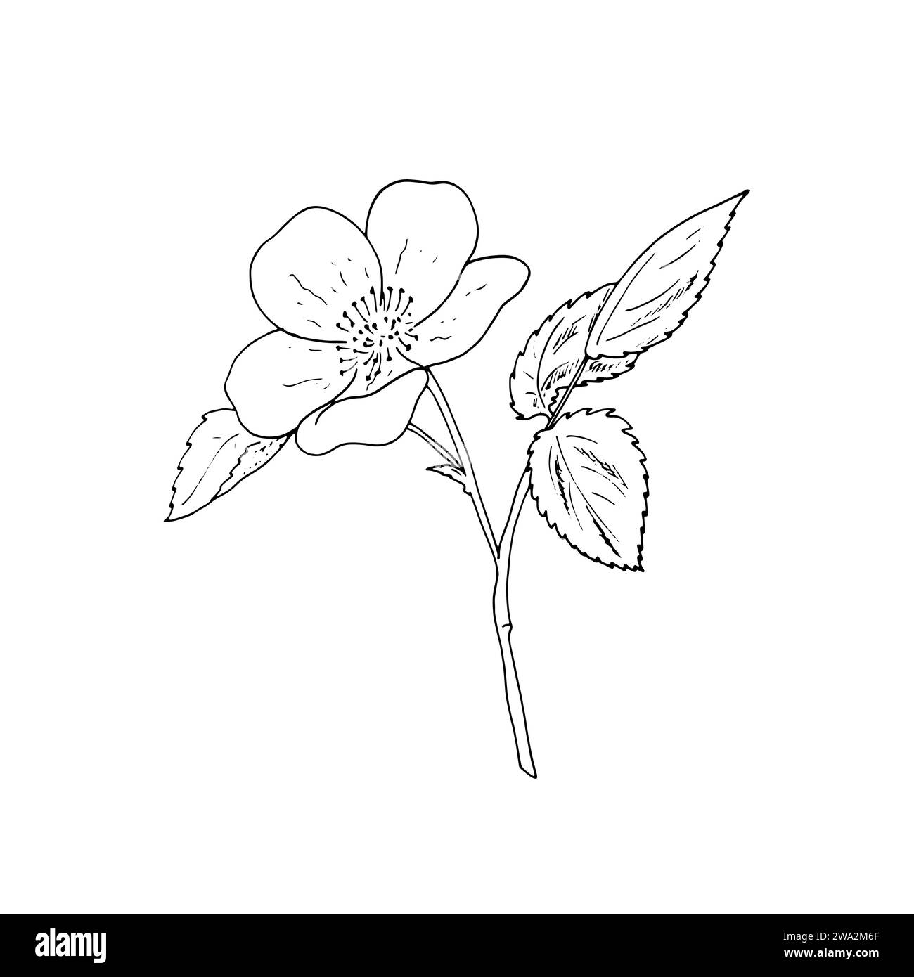 Wild rose flower hand-drawn botanical illustration on white backgrounds ...