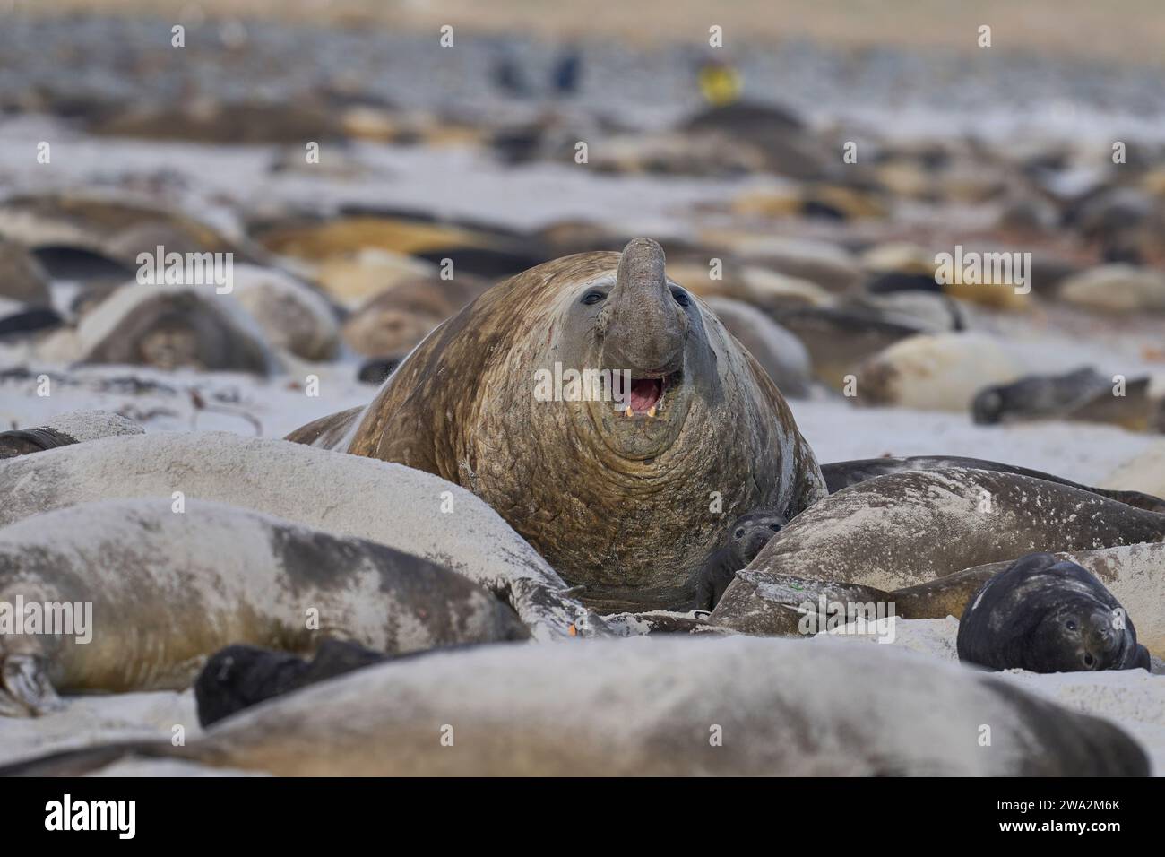 Male Southern Elephant Seal Mirounga Leonina Makes Its Presence Known By Roaring On Sea Lion