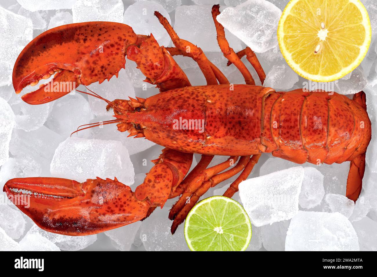 top view of boiled whole canadian lobster, homarus americanus in ice ...