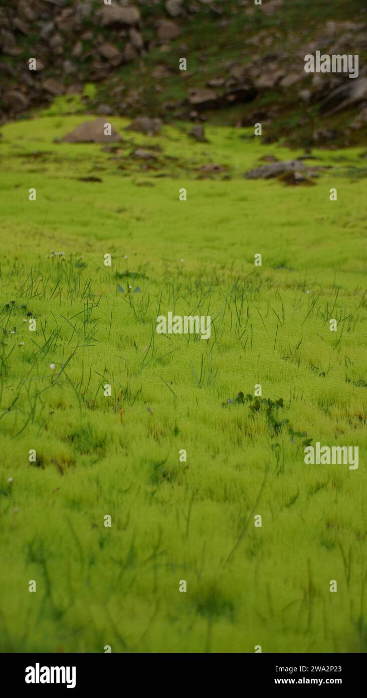 Moss carpet hi-res stock photography and images - Alamy