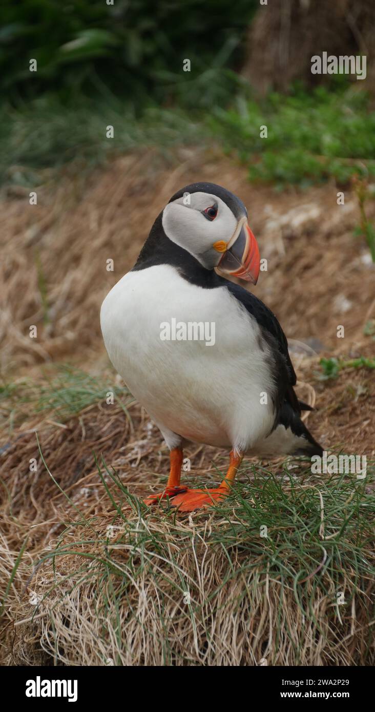 Puffin ecosystem hi-res stock photography and images - Alamy