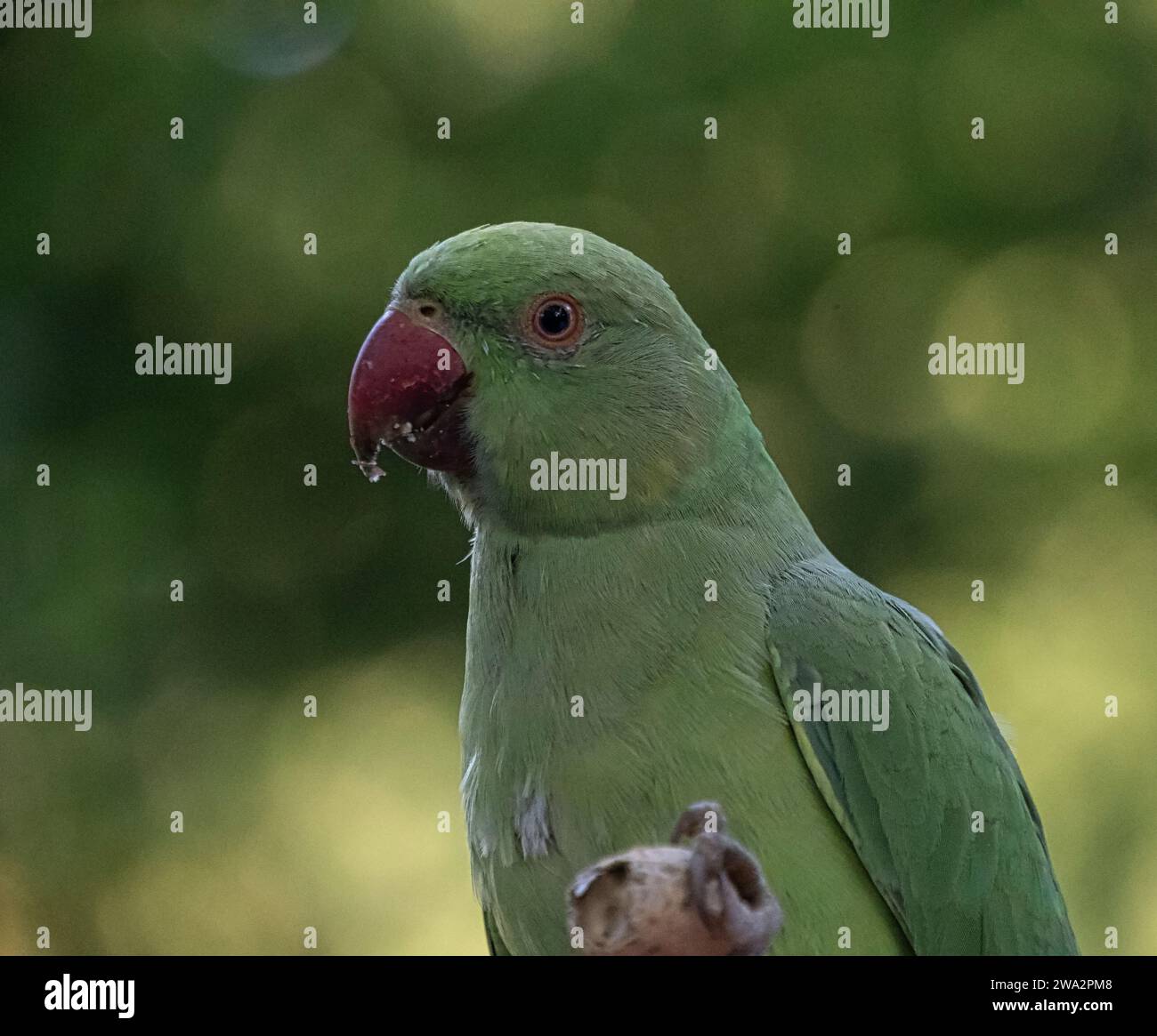 Indian ring necked parakeet london hi-res stock photography and images ...