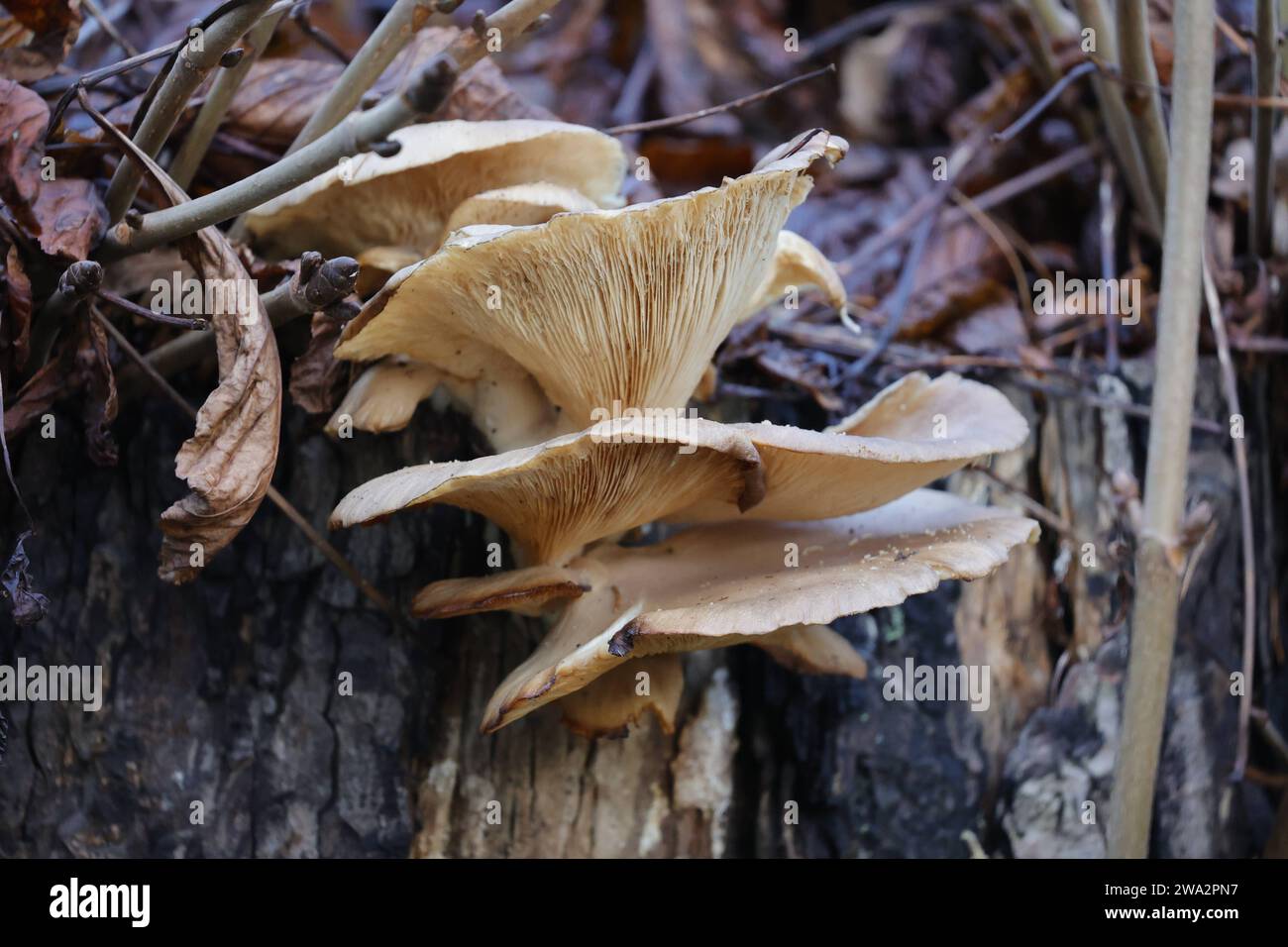 Berlin, Spandauer Forst, Austern-Seitling oder Austernpilz Pleurotus ...