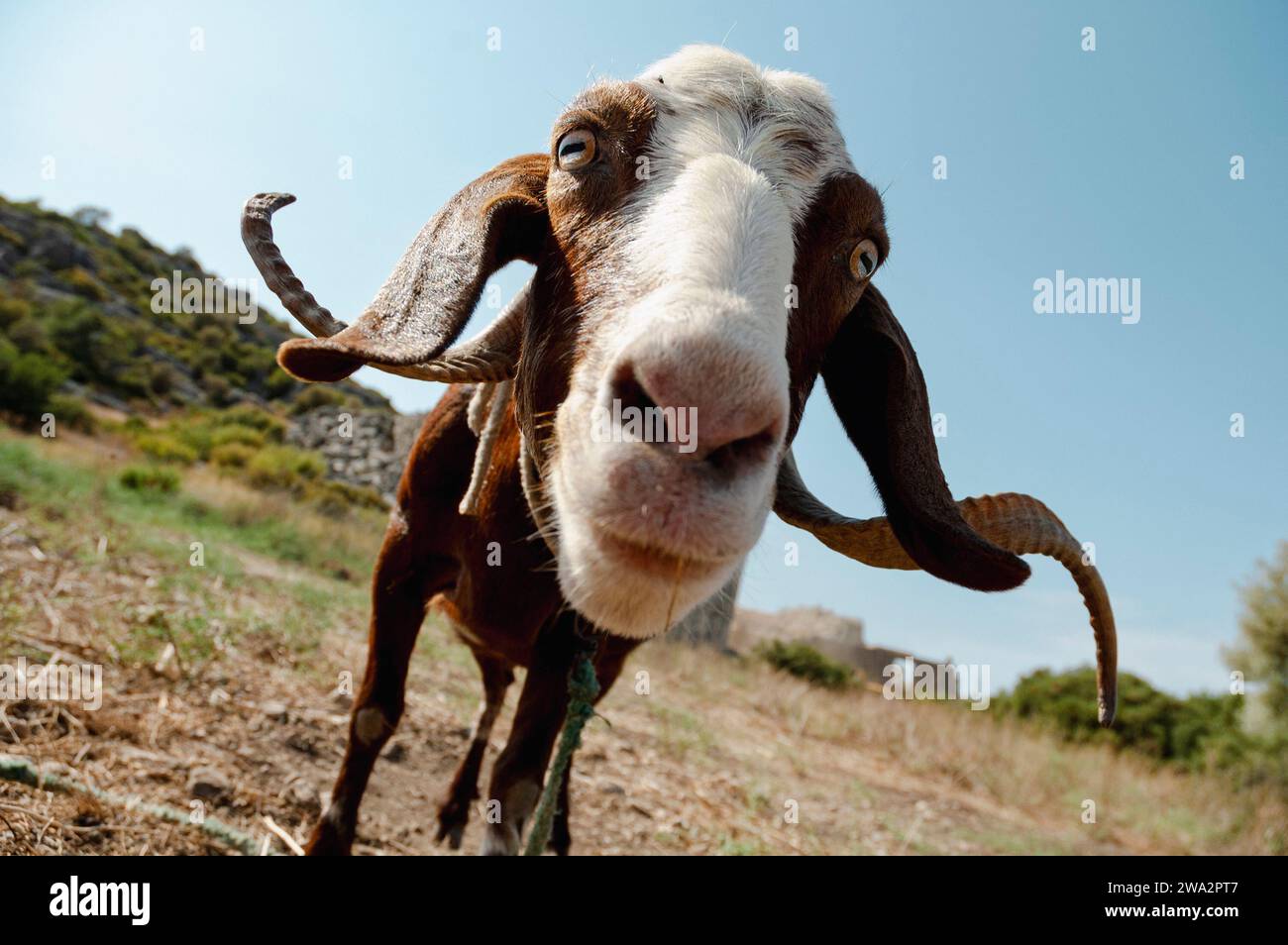 A curioius goat with crazy eyes and curly horns looks into the camera ...