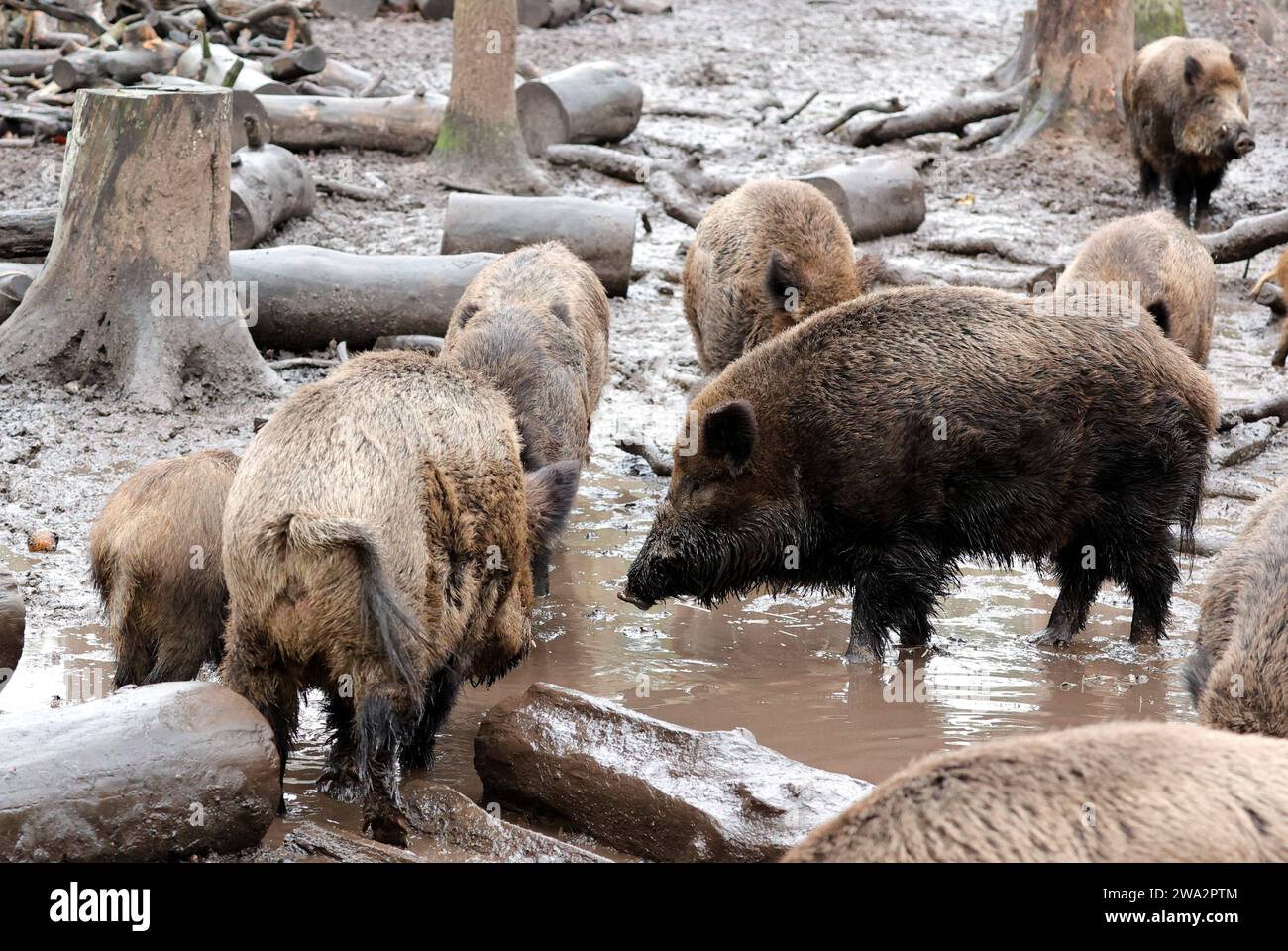 Wildtiergehege hi-res stock photography and images - Alamy