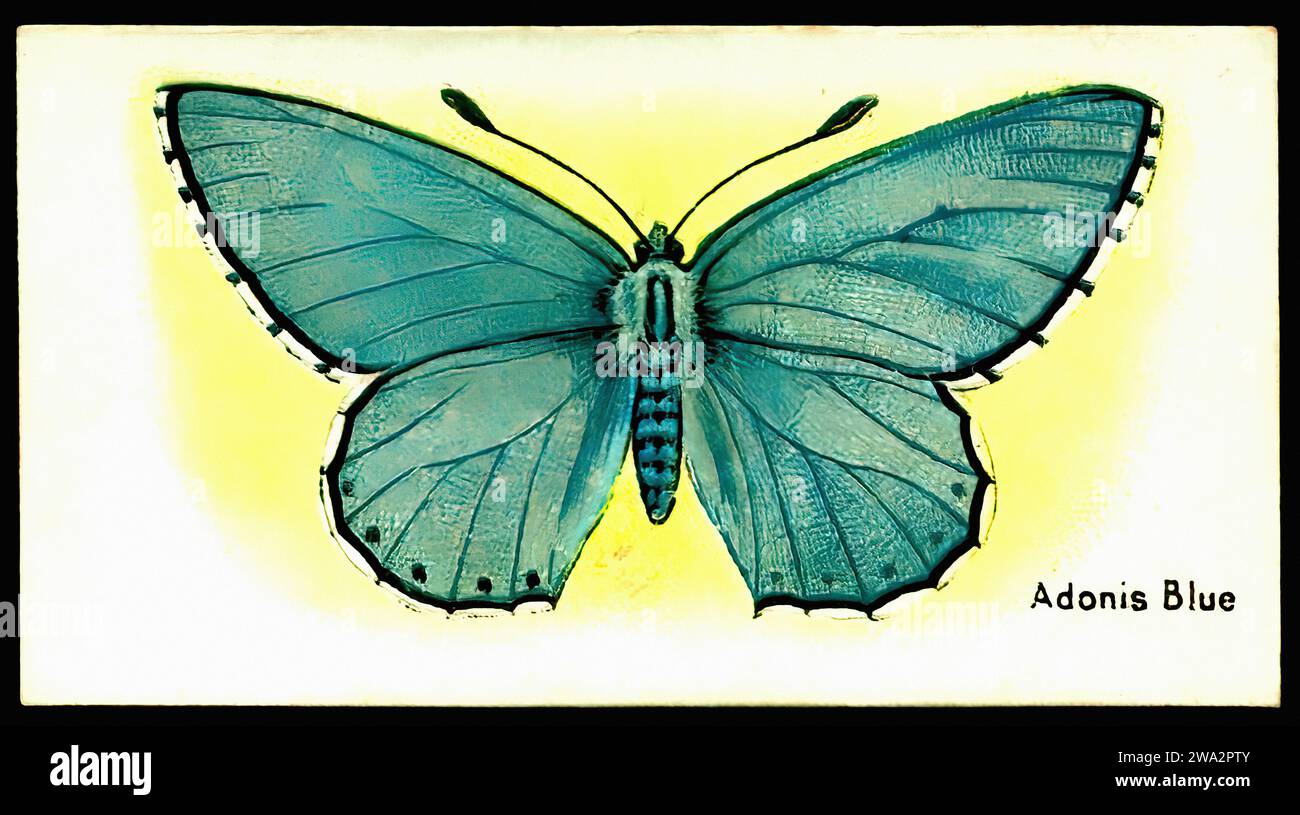 Adonis Blue Butterfly - Vintage British Tradecard Stock Photo - Alamy