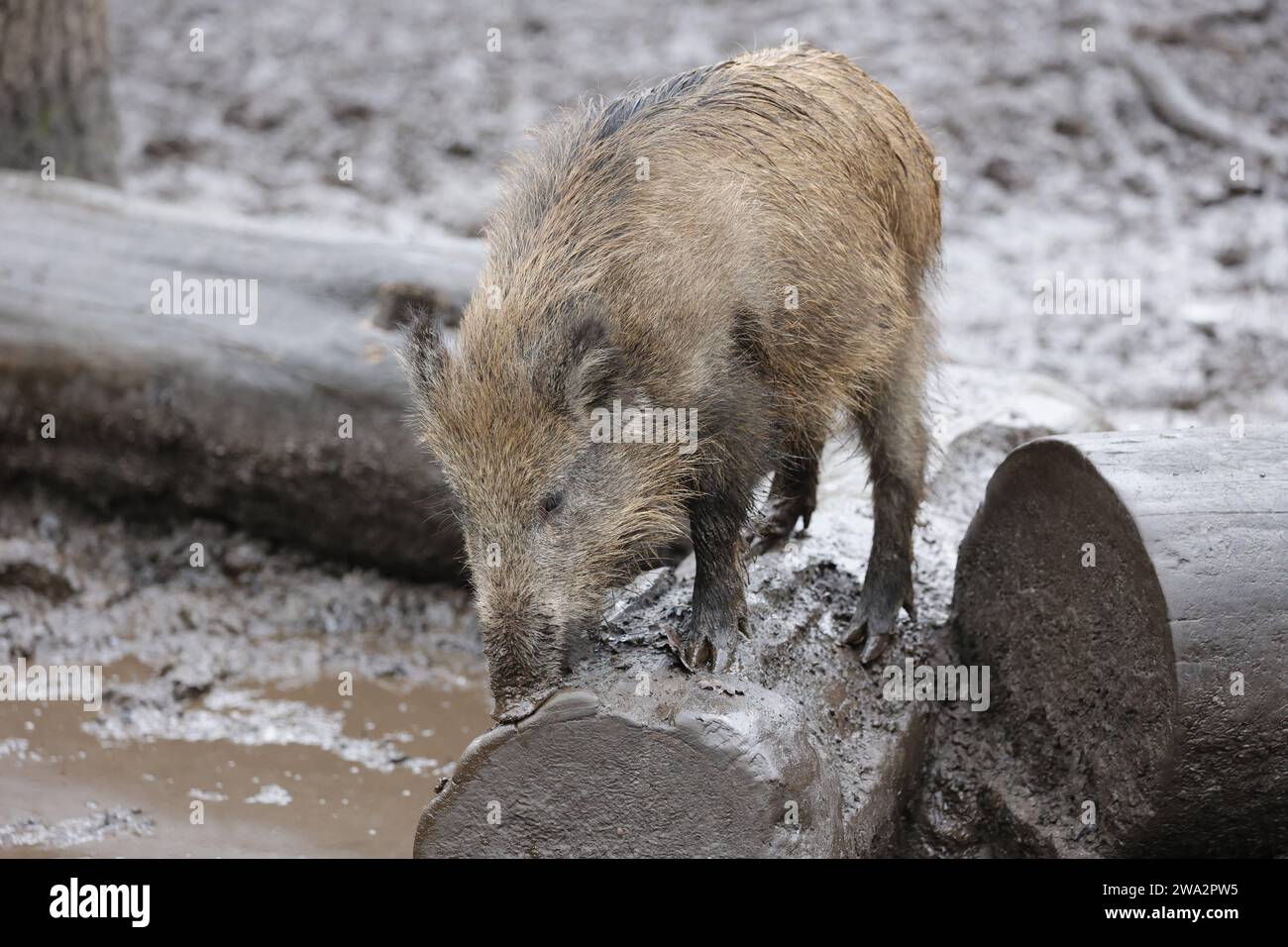 Wildschwein Sus scrofa, Berlin, Wildtiergehege im Spandauer Forst ...
