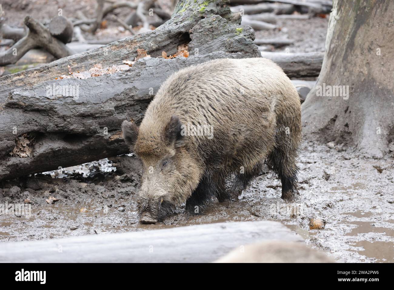 Wildtiergehege hi-res stock photography and images - Alamy