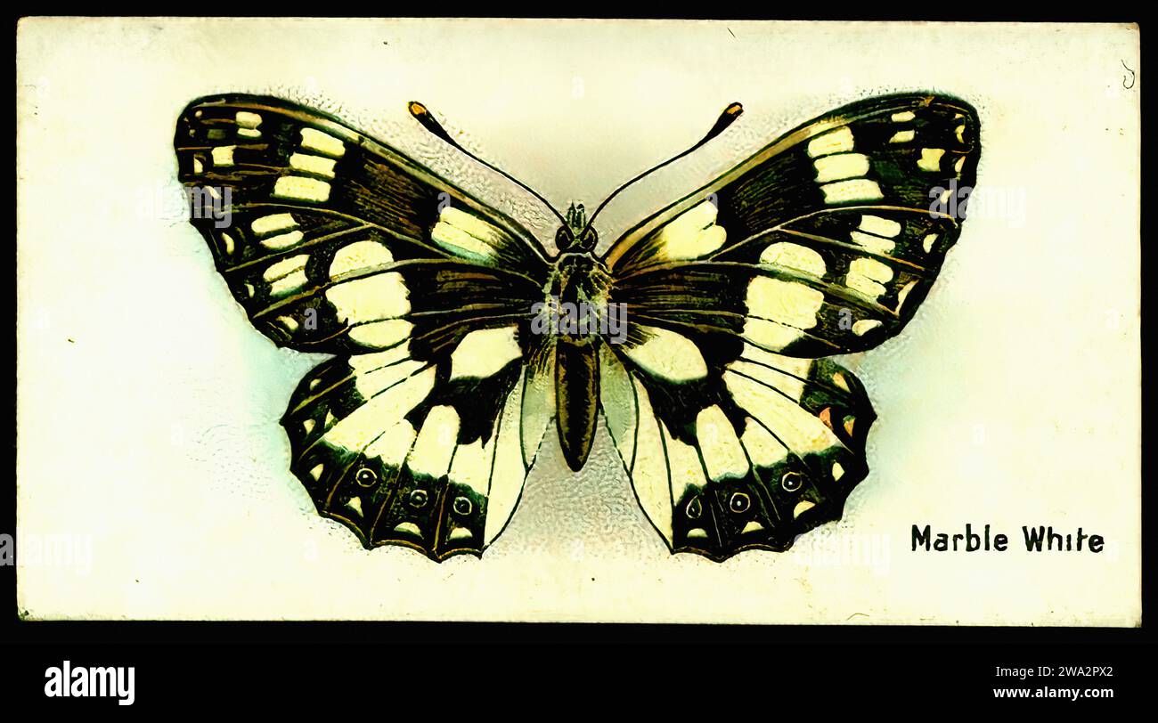 Marble White Butterfly - Vintage British Tradecard Stock Photo - Alamy