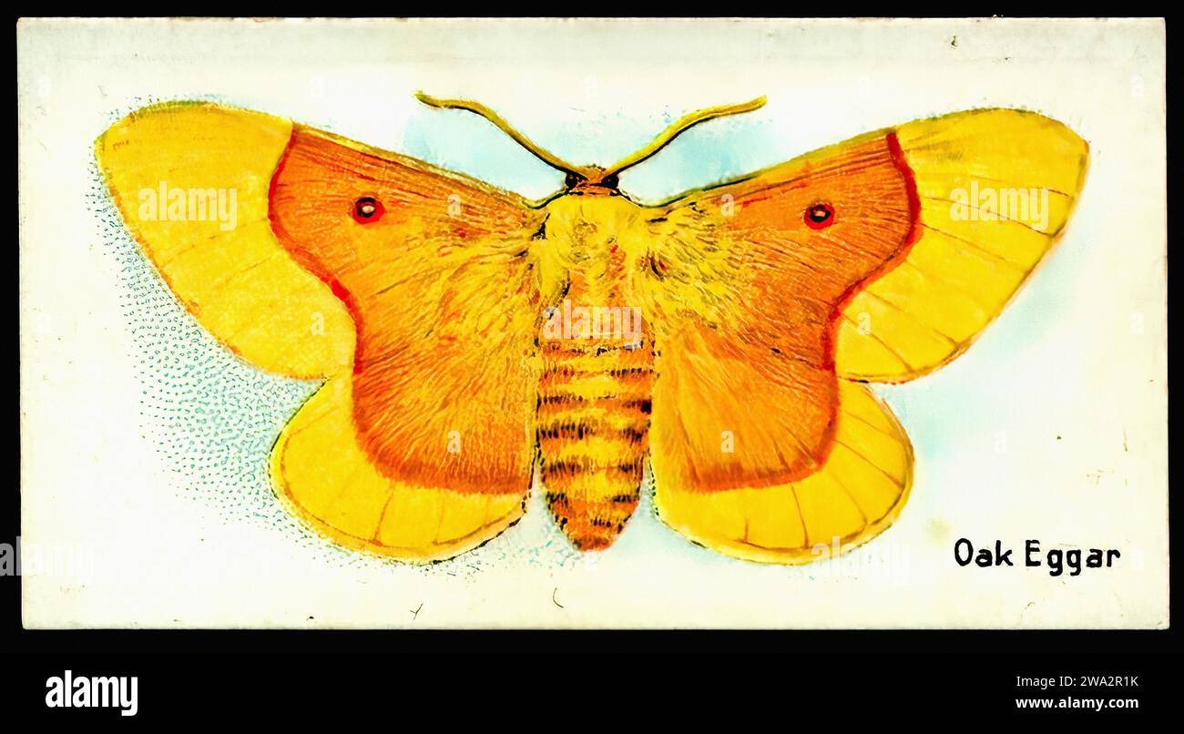 Oak Eggar Moth - Vintage British Tradecard Stock Photo - Alamy