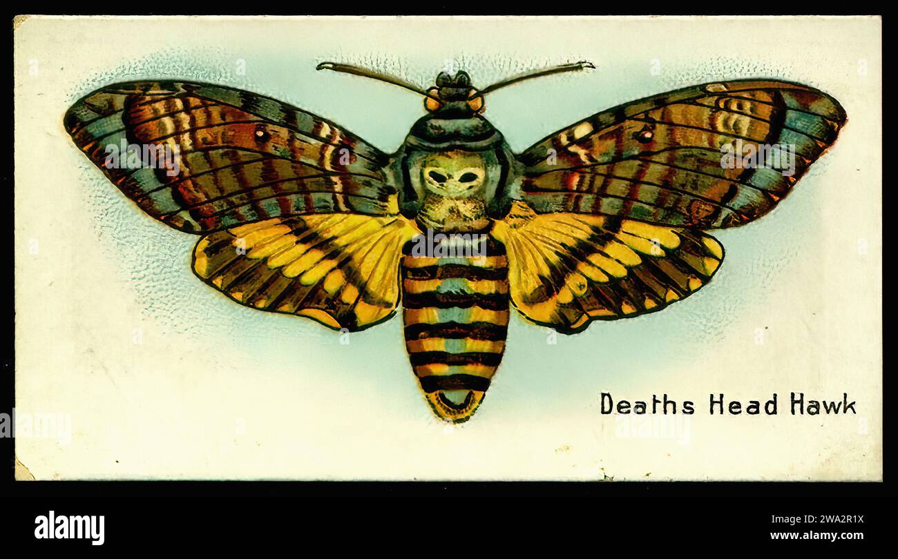 Deaths Head Moth - Vintage British Tradecard Stock Photo - Alamy