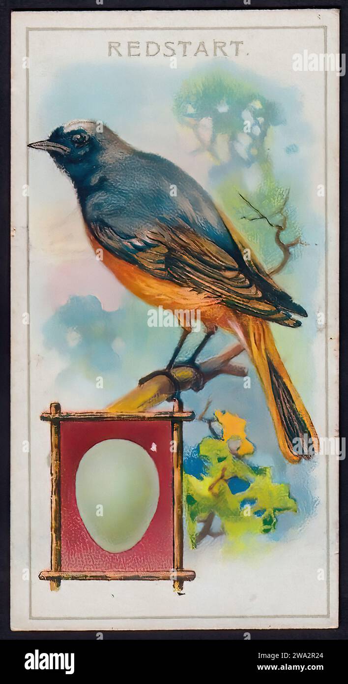 The Redstart - Vintage British Tradecard Stock Photo - Alamy