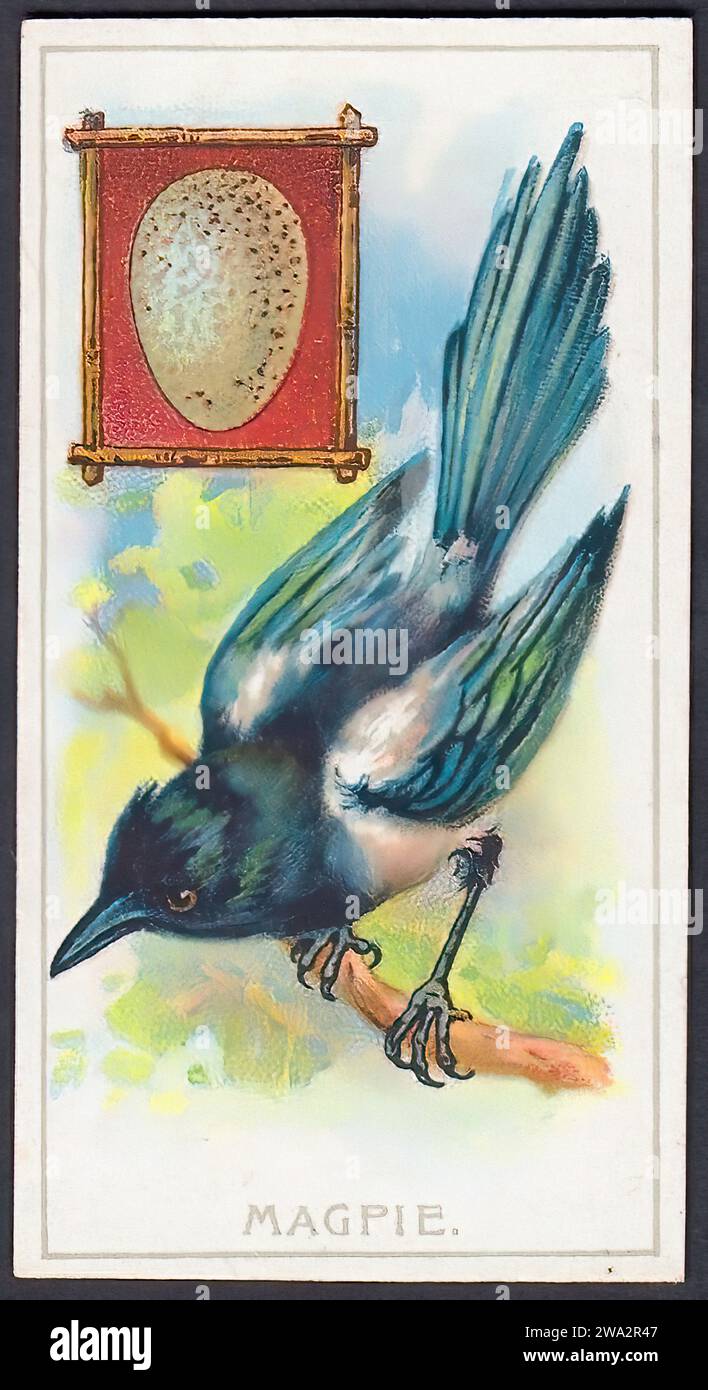 Magpie - Vintage British Tradecard Stock Photo - Alamy