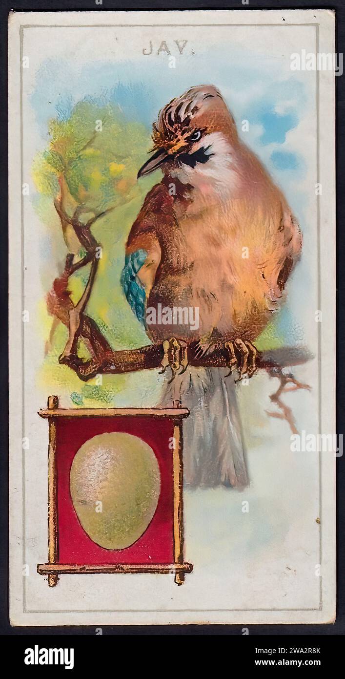 The Jay - Vintage British Tradecard Stock Photo - Alamy
