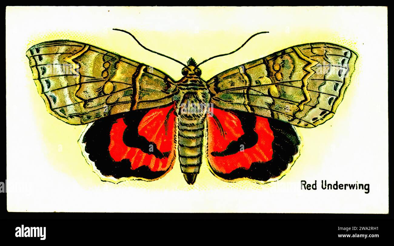 Red Underwing Moth - Vintage British Tradecard Stock Photo - Alamy