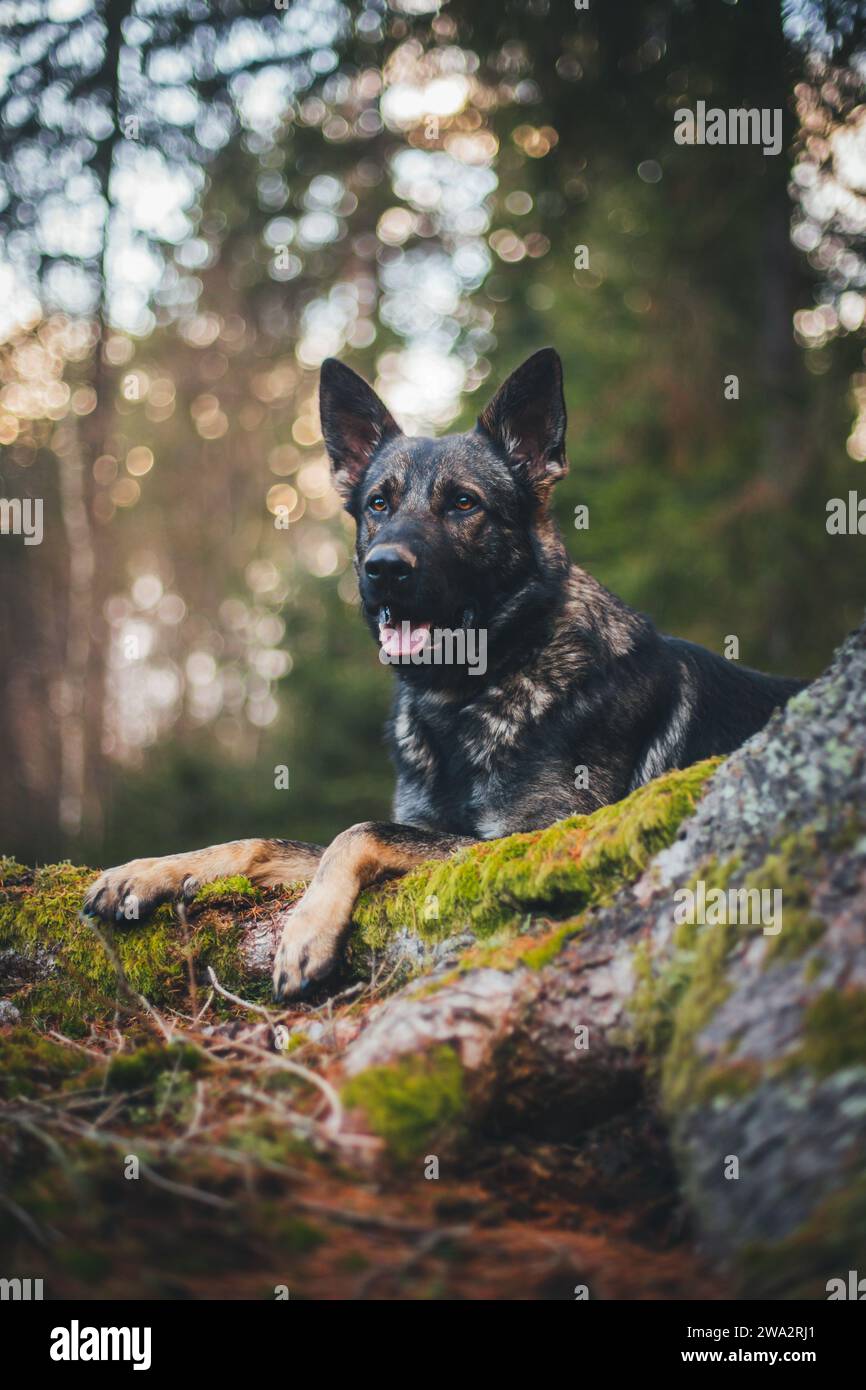 Working Czech line German Shepherd Dog (Alsatian Stock Photo - Alamy