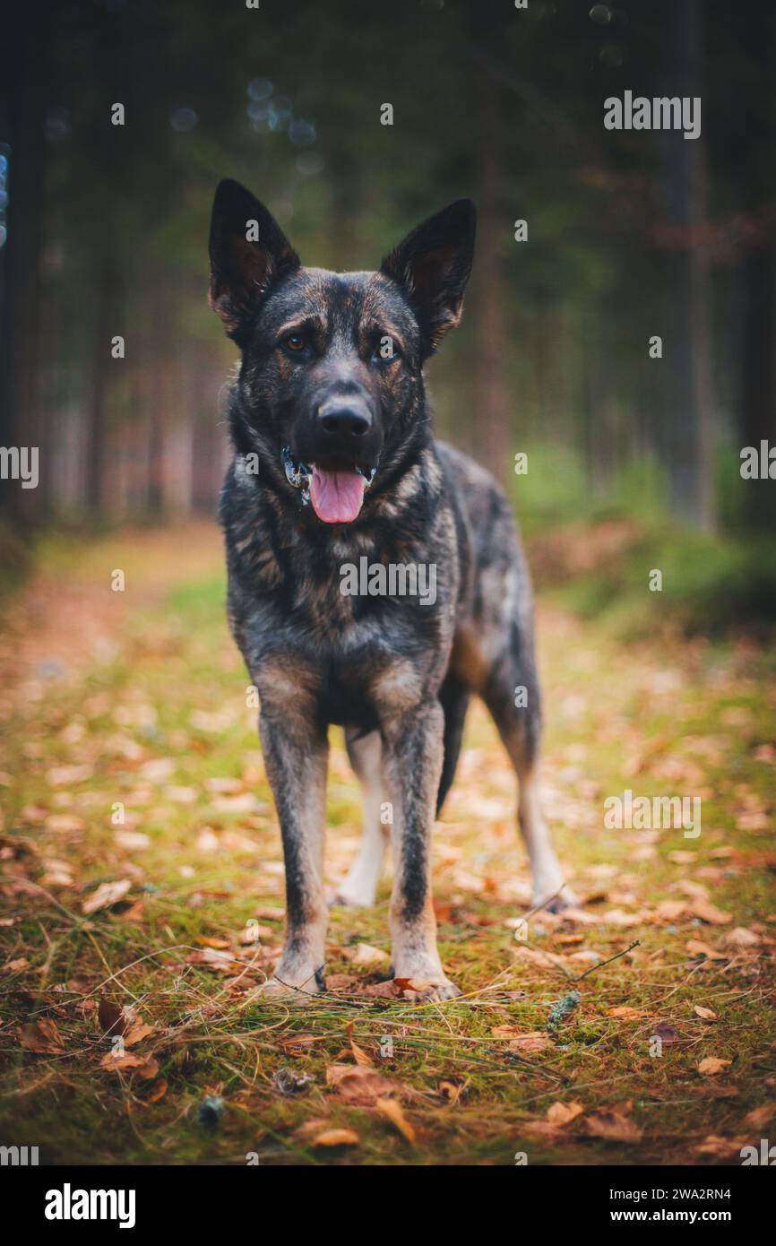 Working Czech line German Shepherd Dog (Alsatian Stock Photo - Alamy